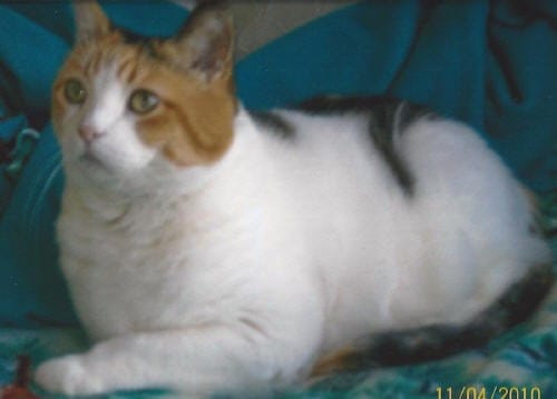 Callie - White Bear Animal Hospital