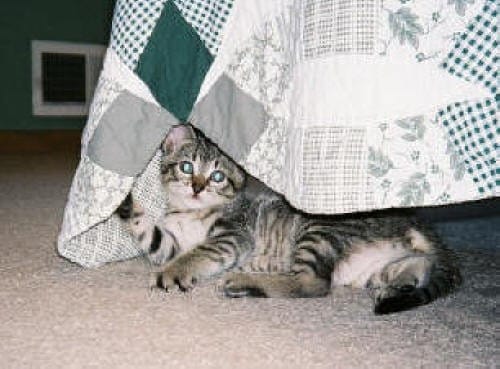 Jasper Murphy O'Connell - White Bear Animal Hospital