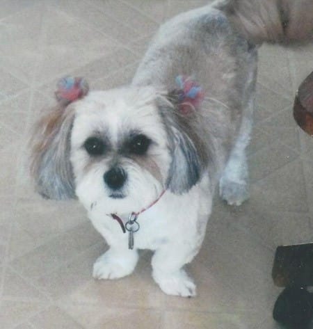 Muffie - White Bear Animal Hospital