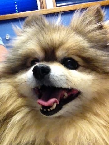 Nikko - White Bear Animal Hospital