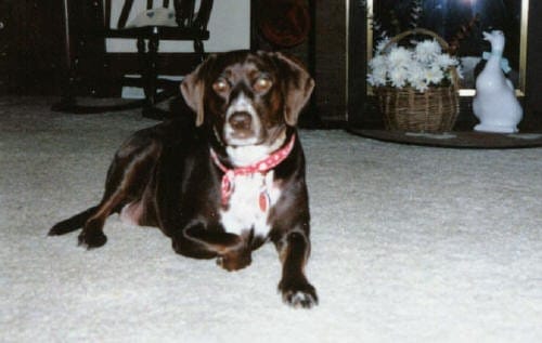 Tipper - White Bear Animal Hospital