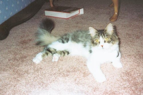 Zuba - White Bear Animal Hospital