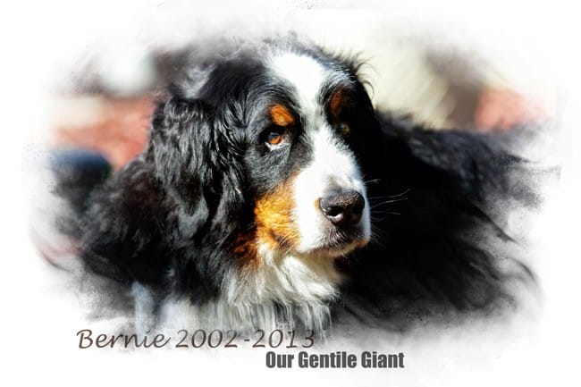 Bernie - White Bear Animal Hospital