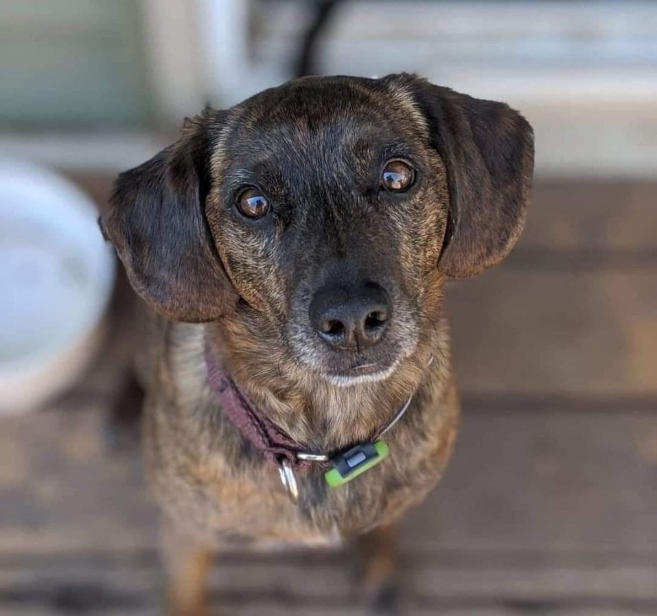 Rollo - White Bear Animal Hospital