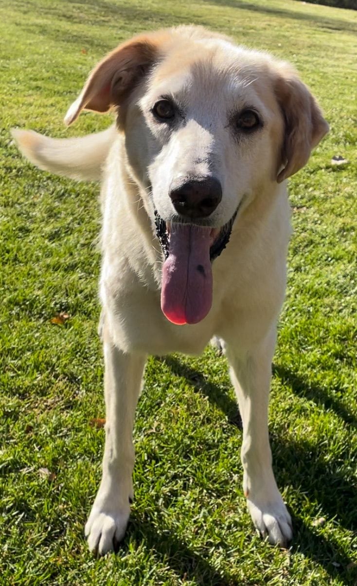 Zona - White Bear Animal Hospital